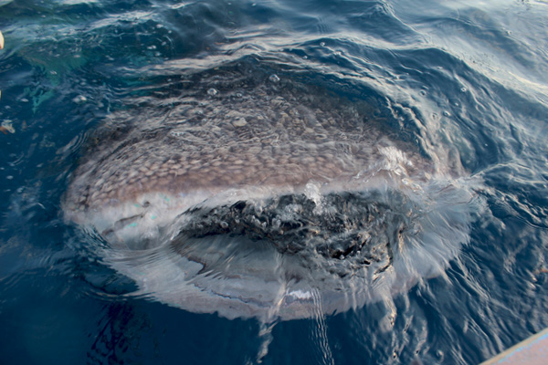 Wisata dan Ancaman Kelestarian Hiu Paus di Gorontalo Itu Memang Ada
