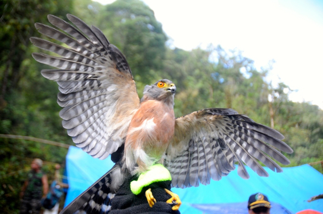 Menyelisik Elang Alap dari Gandang Dewata