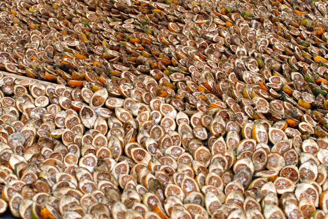 Beginilah Kondisi Gambut di Jambi