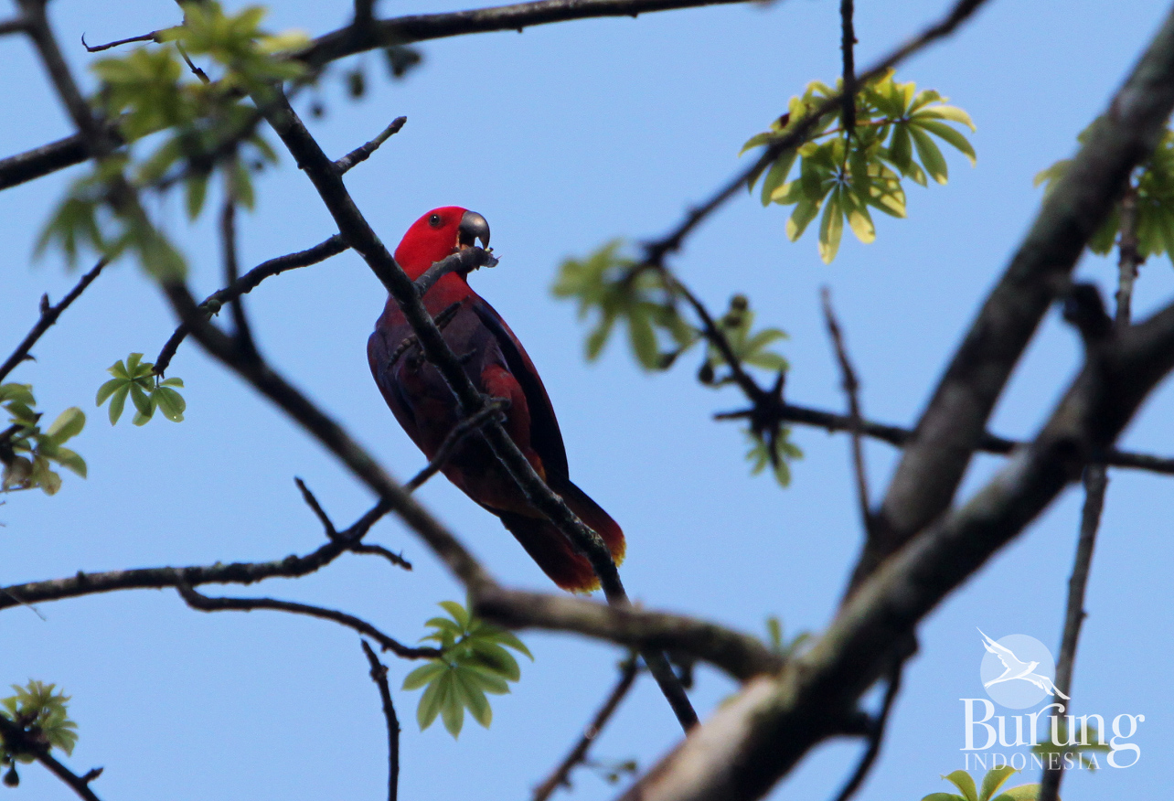 Paruh Bengkok Itu Mendapatkan Lagi Kebebasannya