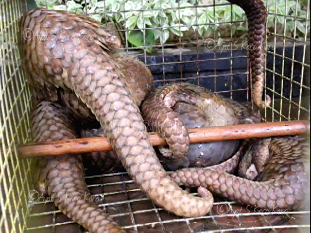 Catatan Akhir Tahun : Manis javanica, Nasibmu Tak Semanis Namamu