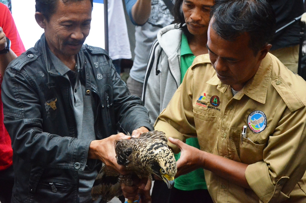Mengharukan.. Orang Ini Menyerahkan Elang Ular Bido Di Pameran Foto Elang
