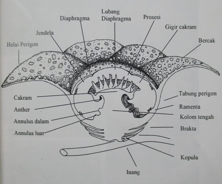 Rafflesia, Bunga Misterius yang Butuh Sentuhan Peneliti