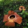 Rafflesia, Bunga Misterius yang Butuh Sentuhan Peneliti