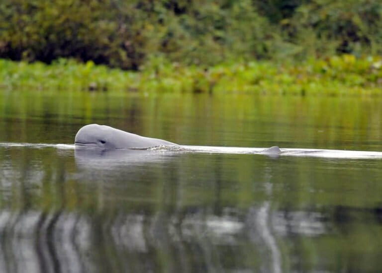 Menjaga Nafas Terakhir Pesut Mahakam - Mongabay.co.id