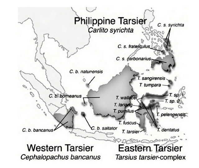 Si Imut Tarsius, Penghuni Baru TN Babul