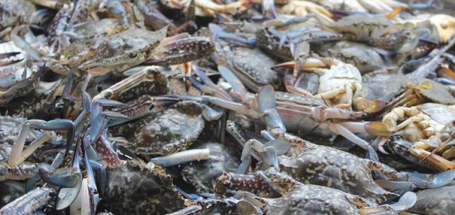 Prinsip Keberlanjutan untuk Penyelamatan Kepiting dan Rajungan, Seperti ...