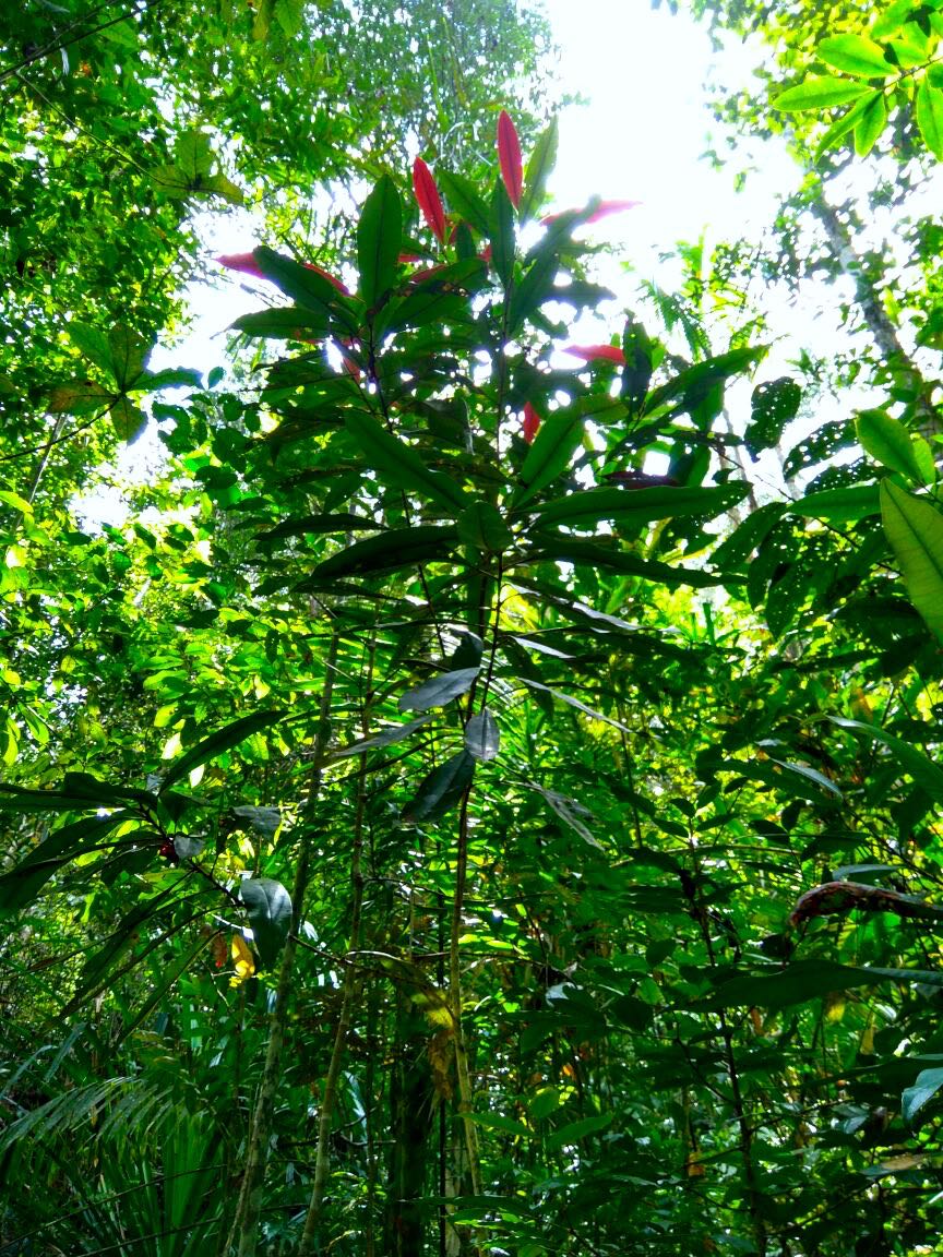 “Smart Patrol”, Cara Masyarakat Mitra Polhut Jaga Cagar Alam Cyclops