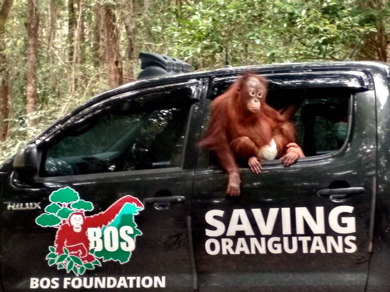 Taymur, Akhirnya Kembali ke Rumah Setelah Perjalanan Panjang Berliku ...