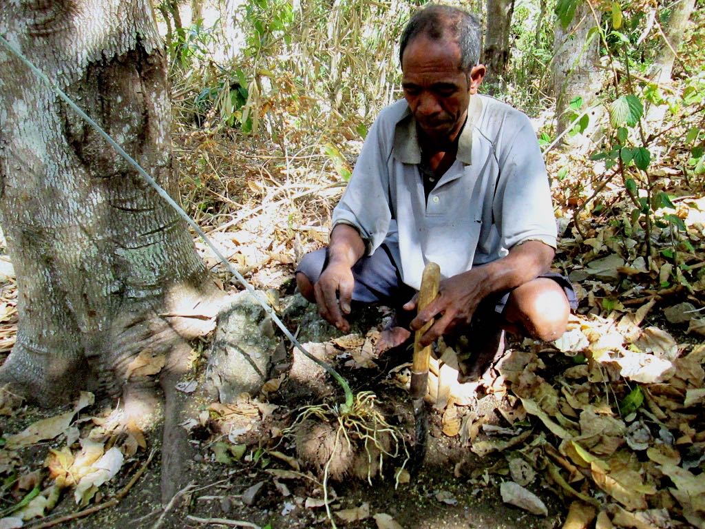 Meski Mengandung Racun, Ubi Magar Jadi Pangan Alternatif di Sikka
