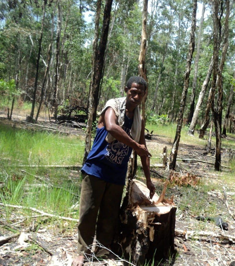 Kala Penebangan Liar Terjadi di Taman Nasional Wasur