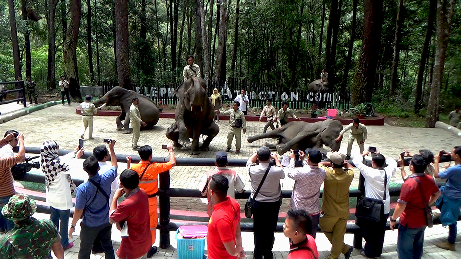 Aek Nauli Elephant Conservation Camp, Akankah Fokus pada Pengembangan ...