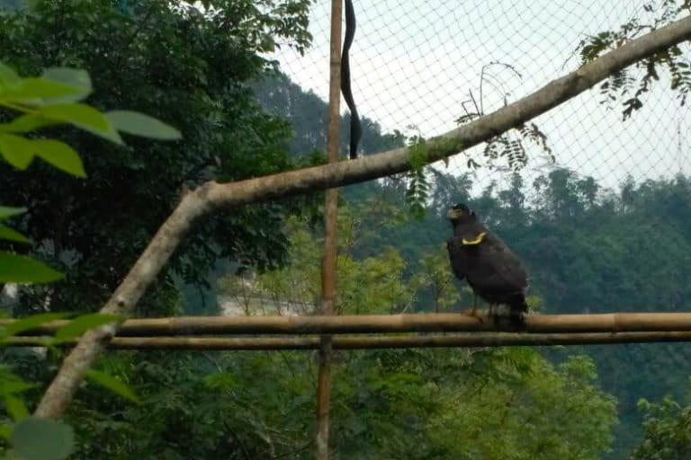 Bertahun-tahun dalam Rehabilitasi, Akhirnya Elang Bido dan Alap-alap ...