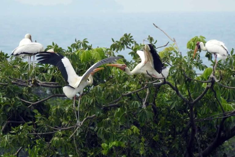 Foto: Bangau Bluwok, Pengunjung Setia Suaka Margasatwa Pulau Rambut