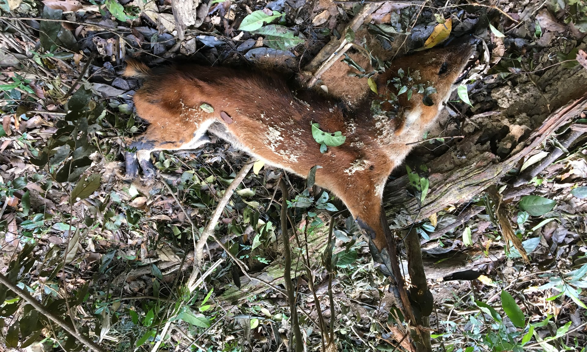 Mengerikan, 100 Ribu Lebih Jerat Dipasang di Taman Nasional