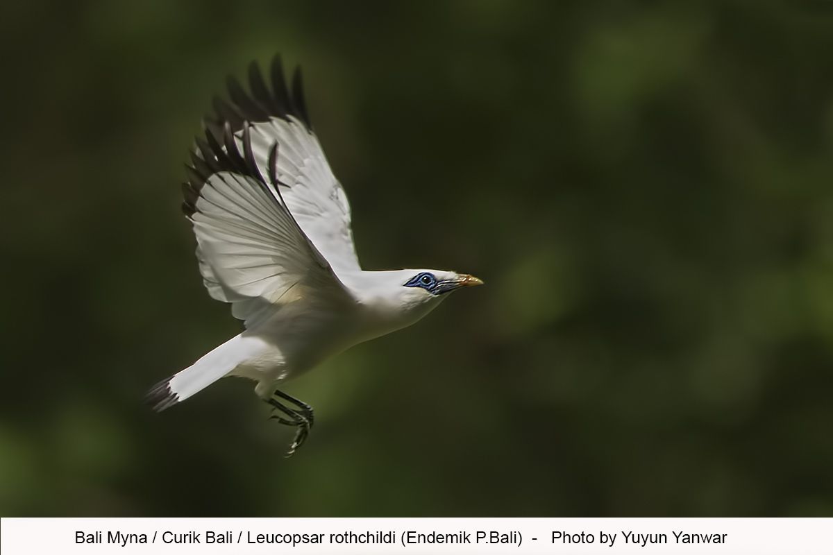 Jalak Bali: Burung Eksotis Indonesia yang Terancam Punah