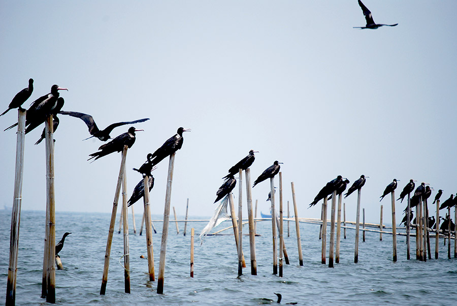 Cikalang Juga Menderita Bila Laut Tercemar