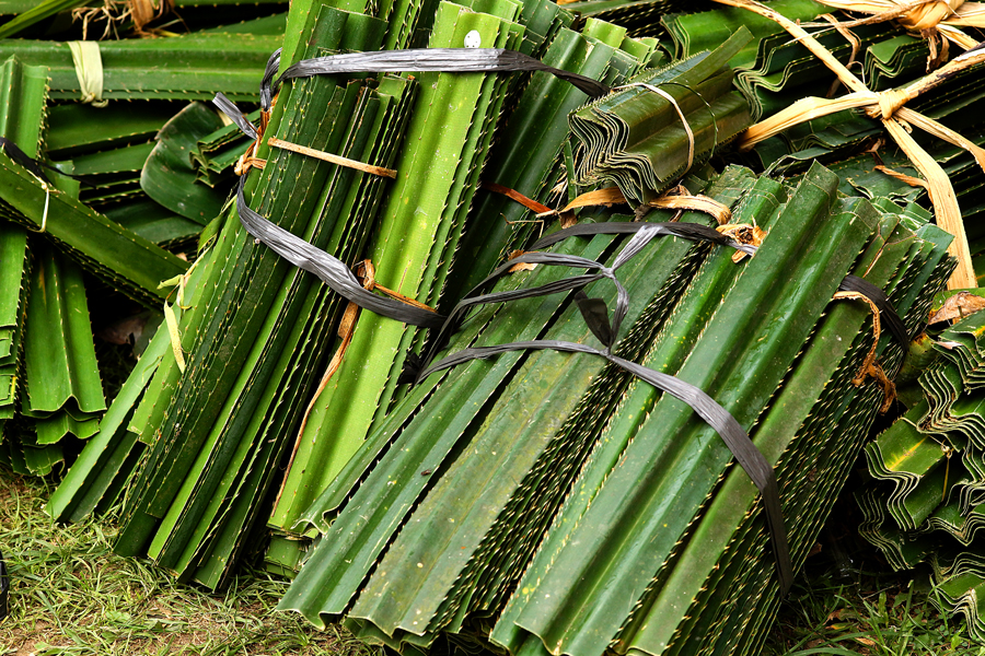 Foto : Menyelami Arti Pandan Berduri Bagi Masyarakat Tenganan Bali