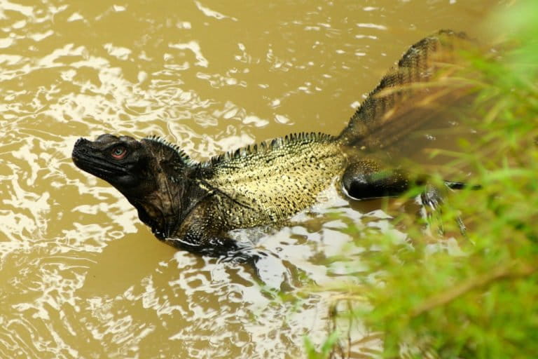 Soa-soa Layar, Nasibmu Kini...