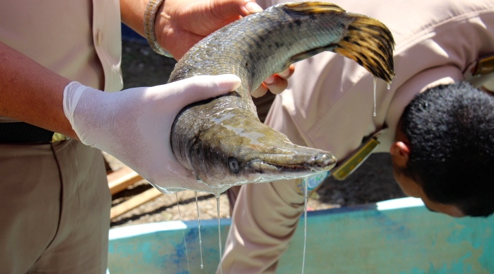 Karantina Musnahkan Puluhan Ikan Invasif dan Berbahaya