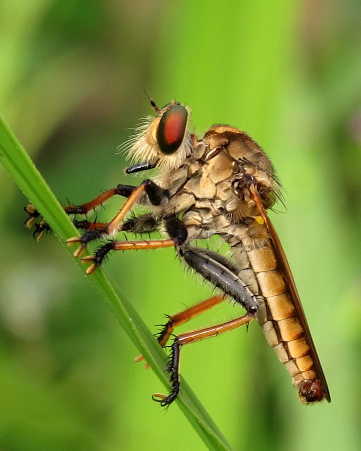 Ini Robber Fly, Serangga Predator yang Ditakuti