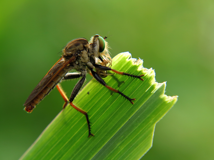 Ini Robber Fly, Serangga Predator yang Ditakuti