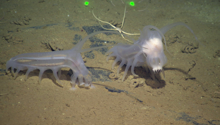 Ini 7 Hewan Paling Aneh Di Muka Bumi