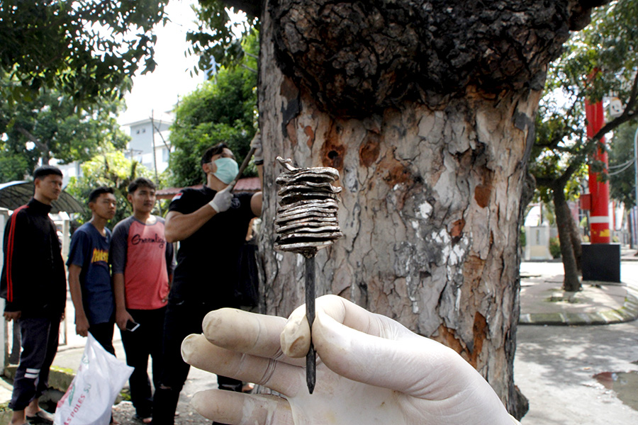 Menyakiti Pohon Sama Saja Merusak Lingkungan