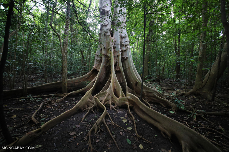 Menyakiti Pohon Sama Saja Merusak Lingkungan