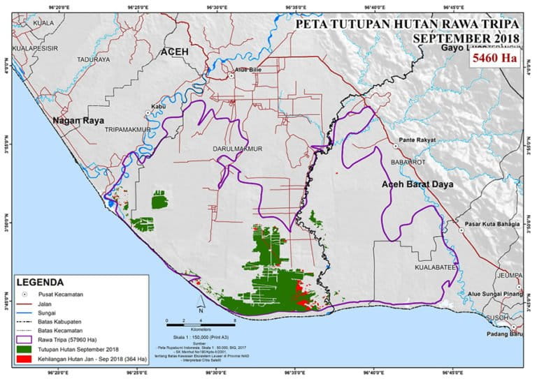 Rawa Tripa yang Tidak Lagi Bersahabat untuk Orangutan Sumatera