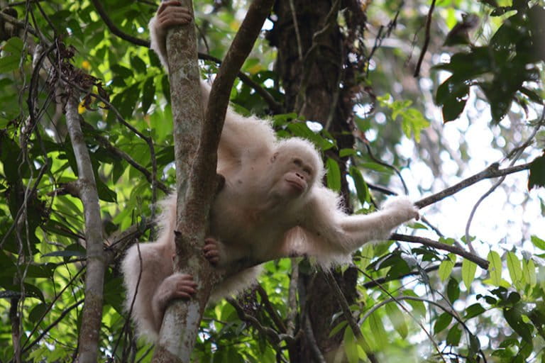 Bukan Pulau Buatan, Alba Dilepaskan di Taman Nasional Bukit Baka Bukit Raya