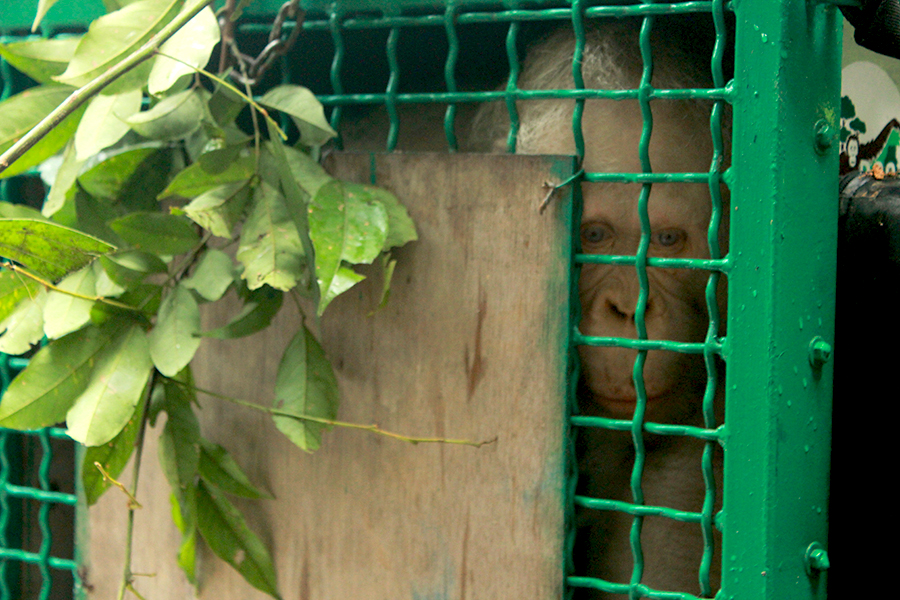Bukan Pulau Buatan, Alba Dilepaskan di Taman Nasional Bukit Baka Bukit Raya