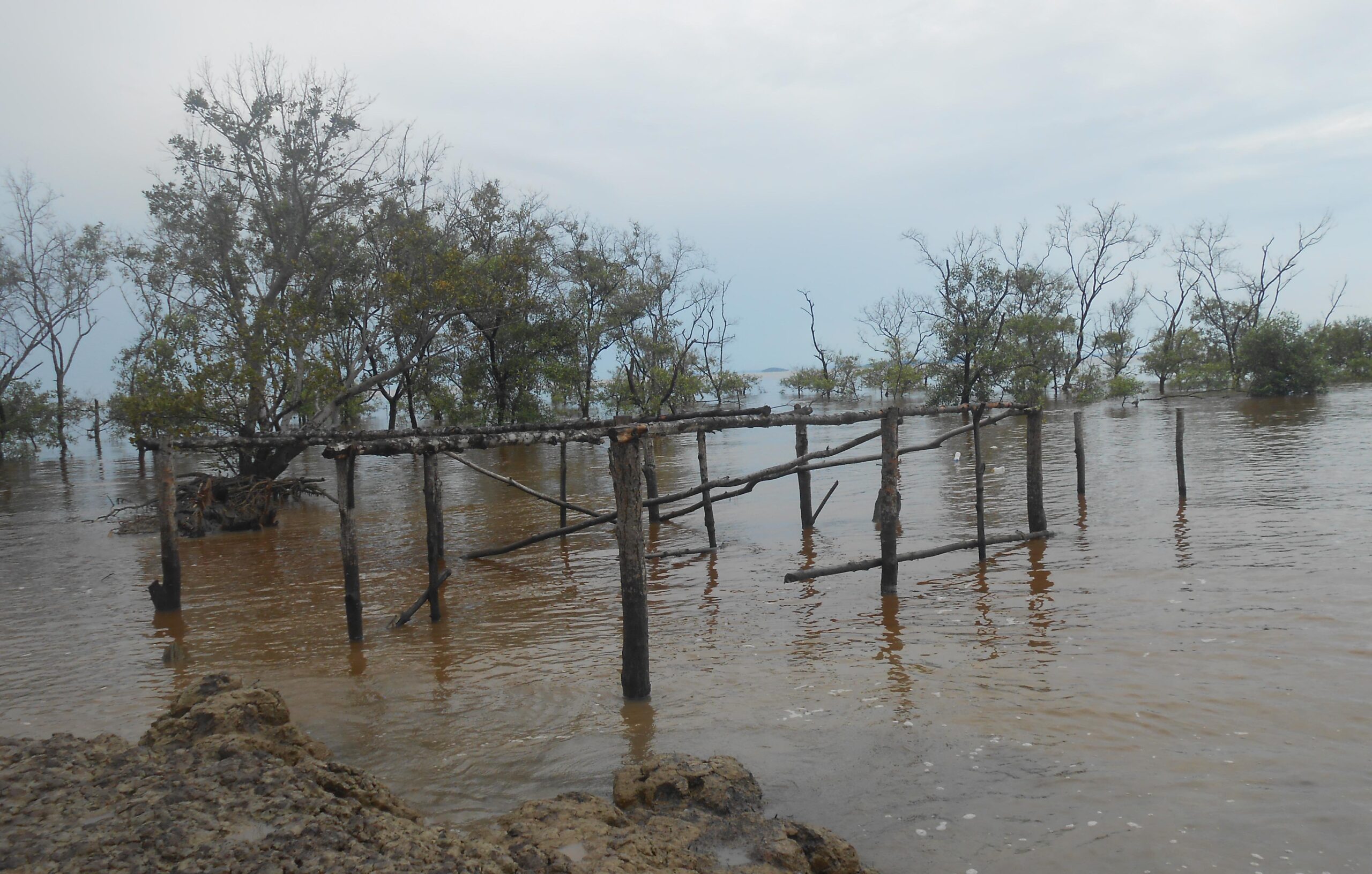 Simpang Siur Data dan Kerusakan Mangrove Riau, Bagaimana Upaya Pemulihan?