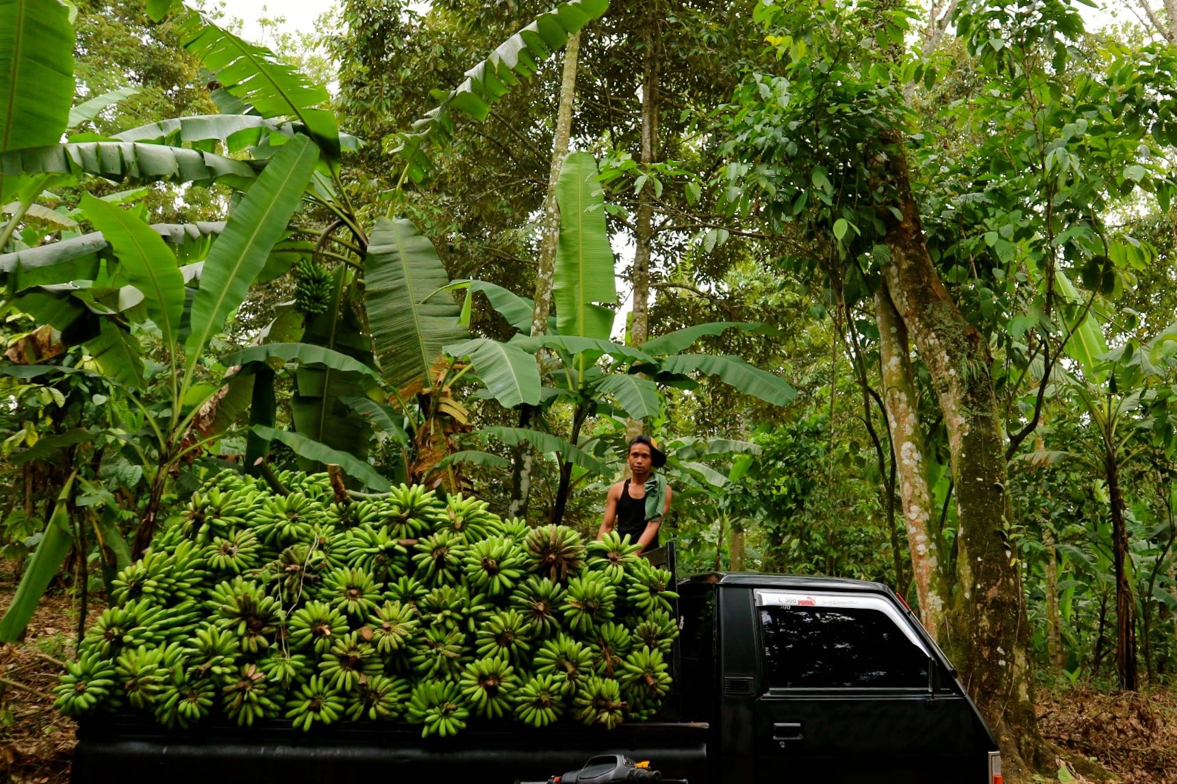 Pangan Hutan yang Selamatkan Warga Aik Berik di saat Gempa Lombok