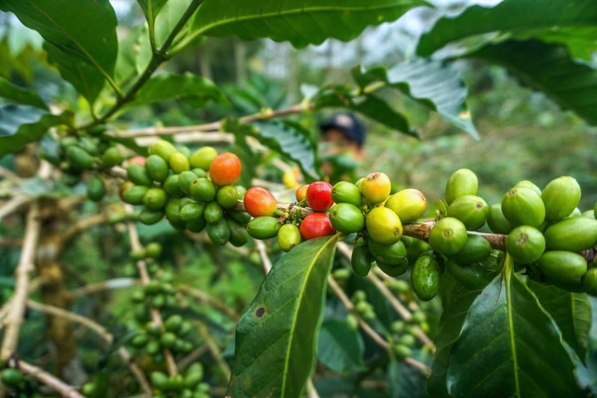 Kopi Ini Sukses Satukan Ekonomi, Konservasi dan Mitigasi