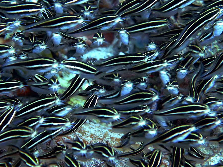 Wahh... Ikan Lele Laut Ternyata Berbisa