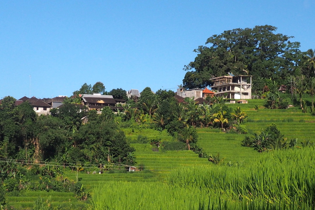 Nasib Jatiluwih setelah Menjadi Warisan Budaya Dunia [3]