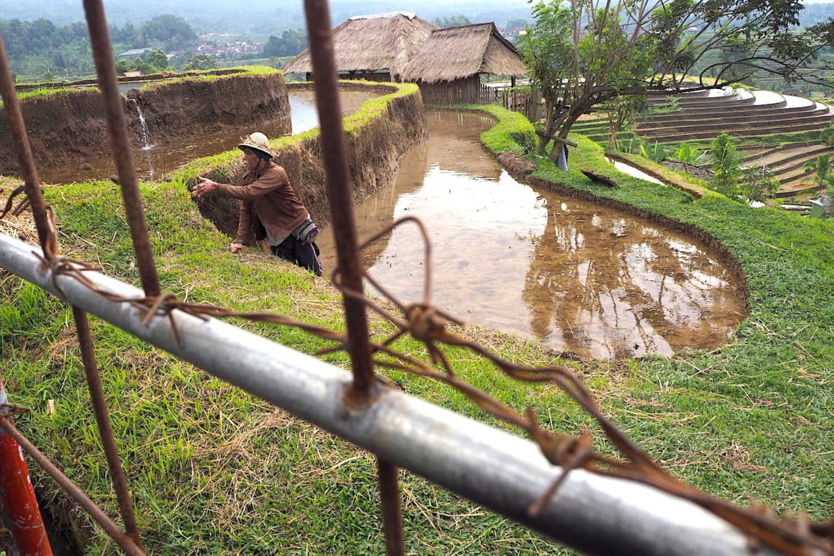 Nasib Jatiluwih setelah Menjadi Warisan Budaya Dunia [2]