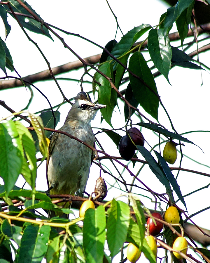 Merbah Cerucuk, Si Burung Komunal yang Jinak