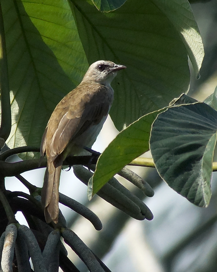 Merbah Cerucuk, Si Burung Komunal yang Jinak