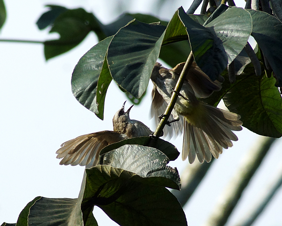 Merbah Cerucuk, Si Burung Komunal yang Jinak