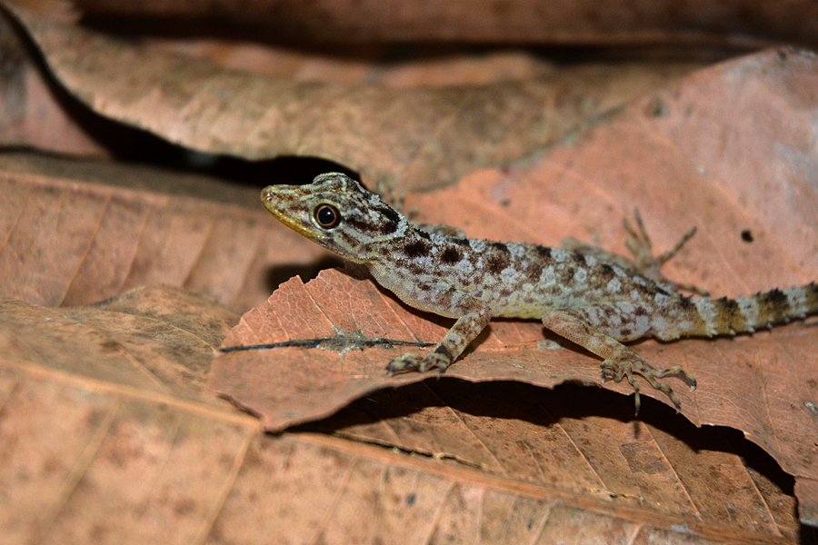 Inilah Spesies Cecak Batu Baru di Gunung Muria