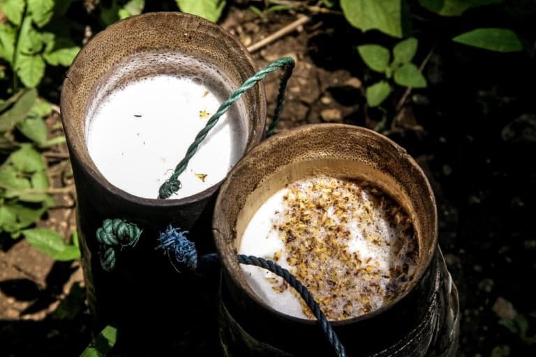 Berkenalan Dengan Siwalan, Tanaman Serbaguna