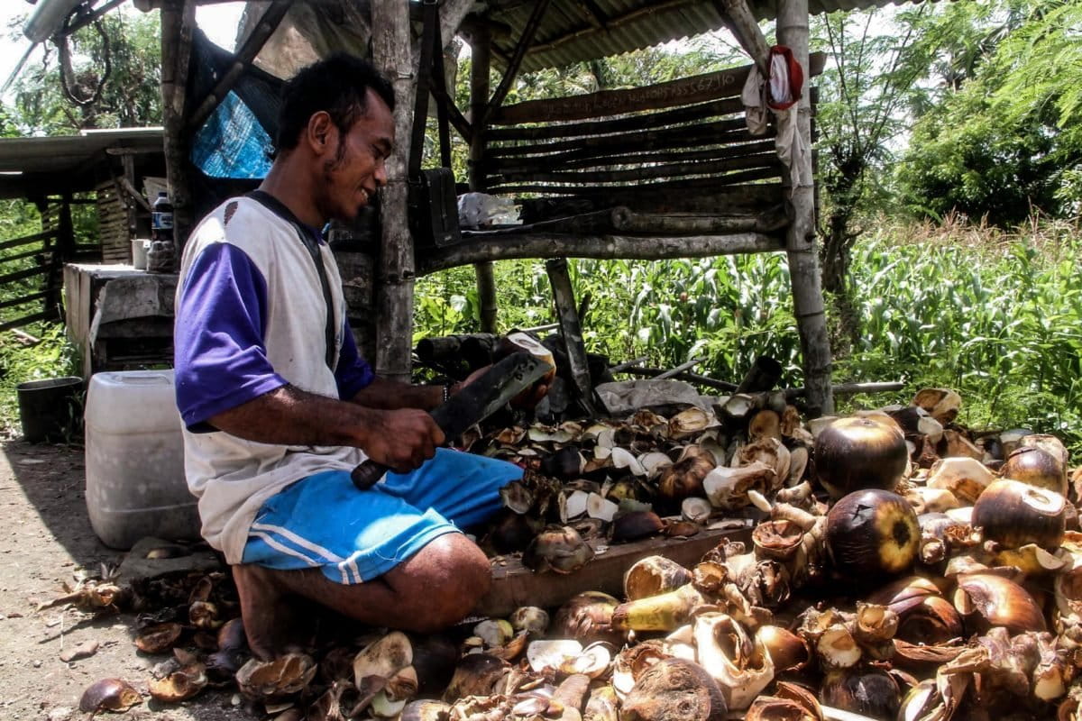 Berkenalan Dengan Siwalan, Tanaman Serbaguna