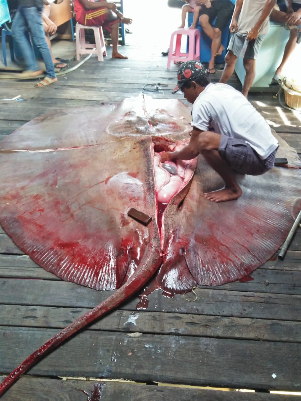 Pari Raksasa Langka Beratnya Ratusan Kilogram Dipotong-potong dan Dijual