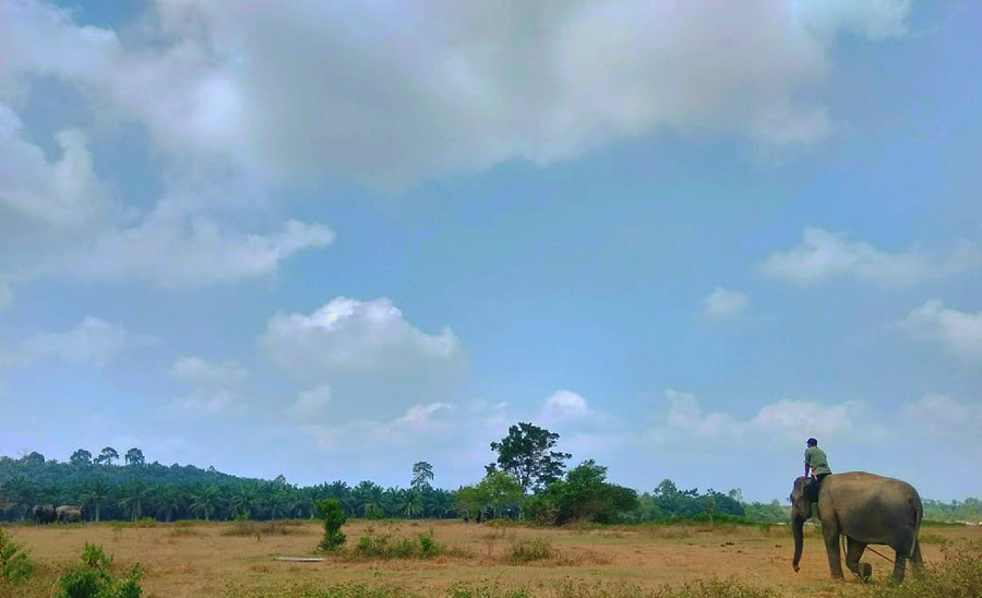 Bentang Alam Seblat, Pisau Bermata Dua Perlindungan Gajah Sumatera ...