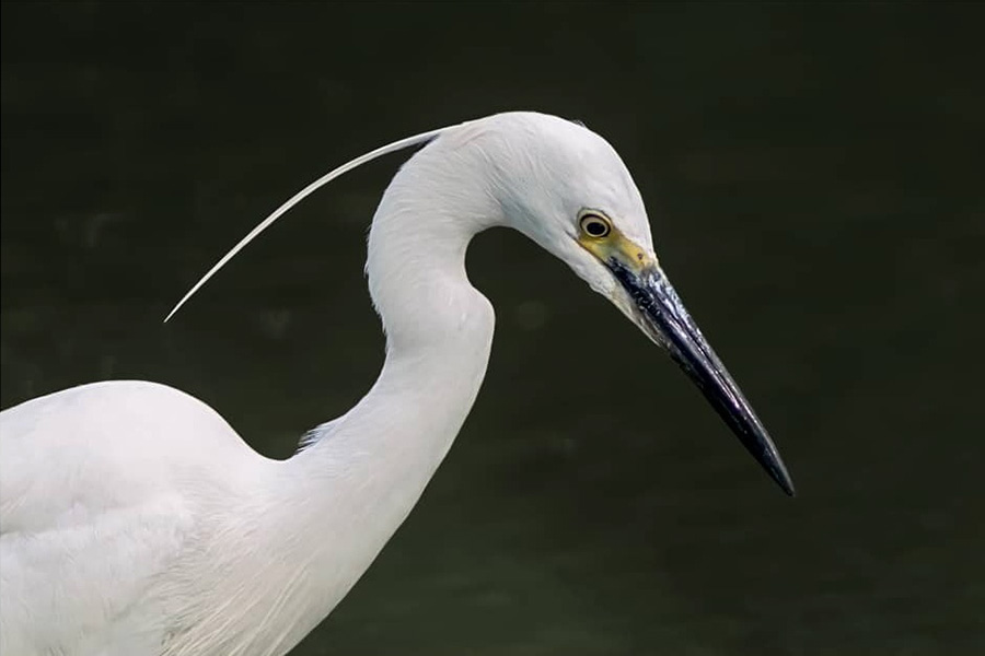 Kampung Blekok Situbondo, Tempat Seru Melihat Burung Air