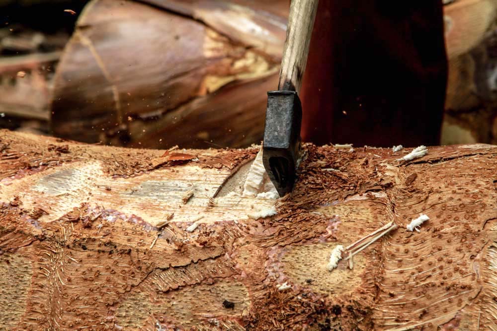 Cerita Suka Duka Para Buruh Pemanen Sagu