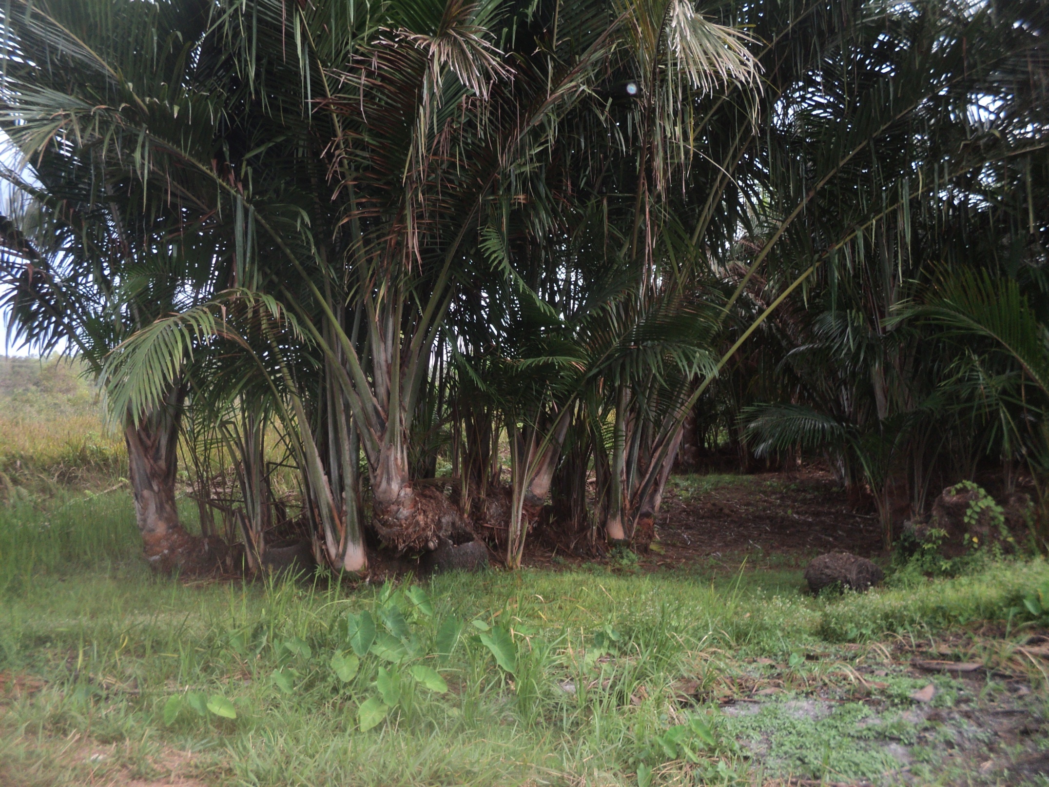 Tanam Sagu di Kampung Kaliki, Menabung Pangan Masa Depan
