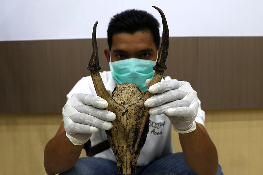 Meski Dilindungi, Perburuan Rusa Sambar Belum Berhenti